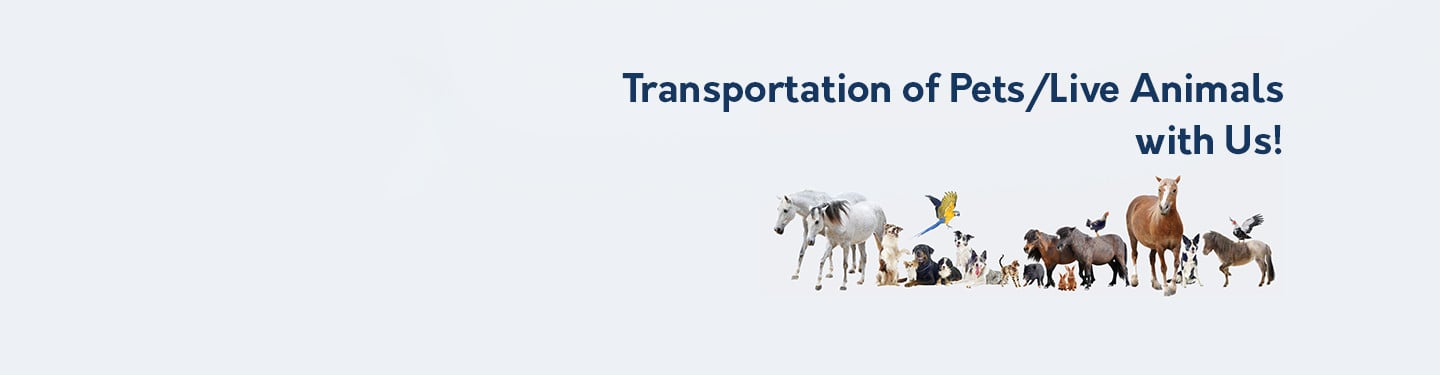 CargoWeb [Product Detail]